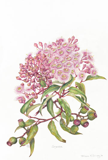 Philippa Nikulinsky Australian Nature Artist