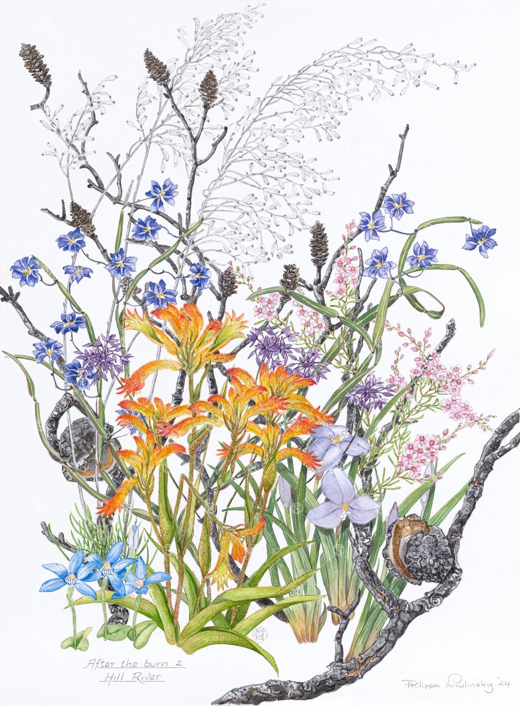 Philippa Nikulinsky Australian Nature Artist