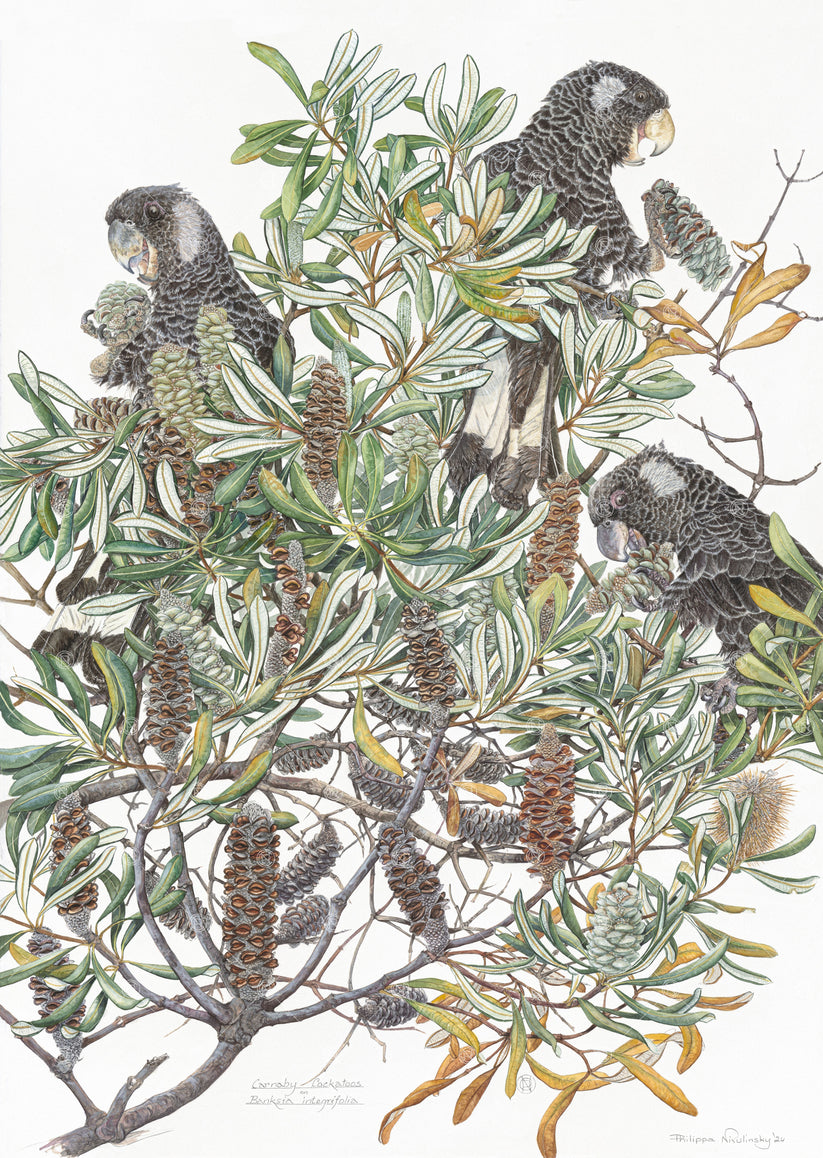 Philippa Nikulinsky Australian Nature Artist