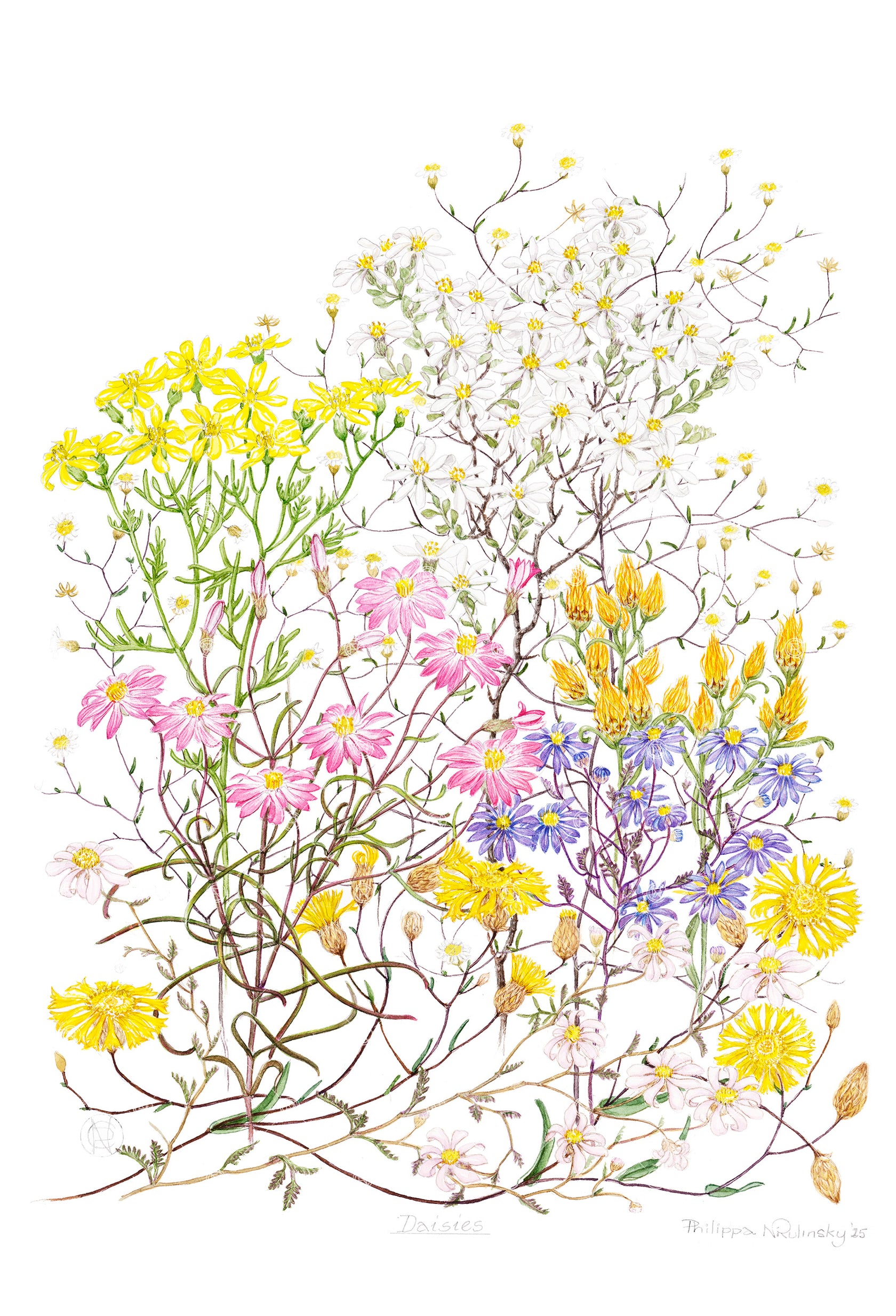 Daisies – Philippa Nikulinsky
