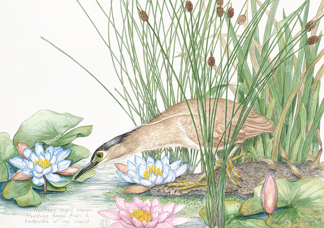 Original Artwork for Sale – Philippa Nikulinsky