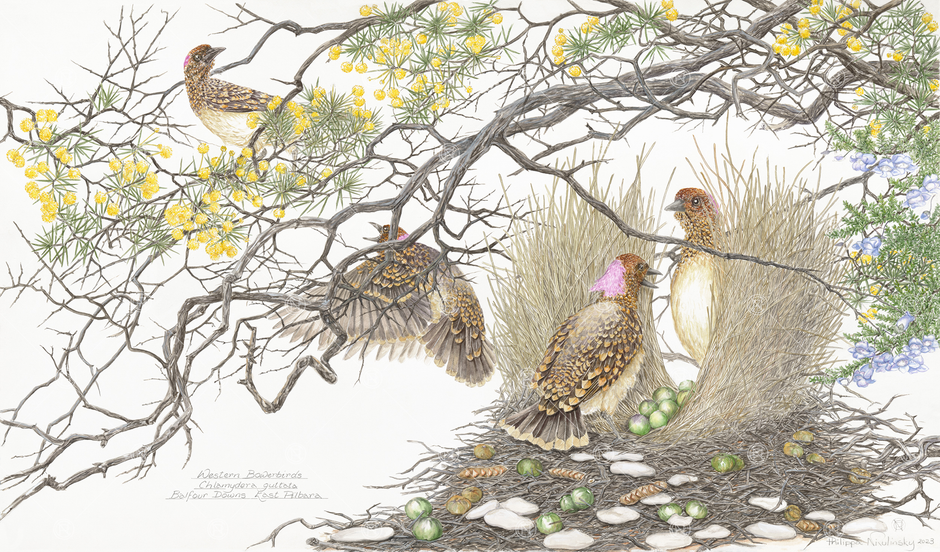 Animals / Birds – Philippa Nikulinsky