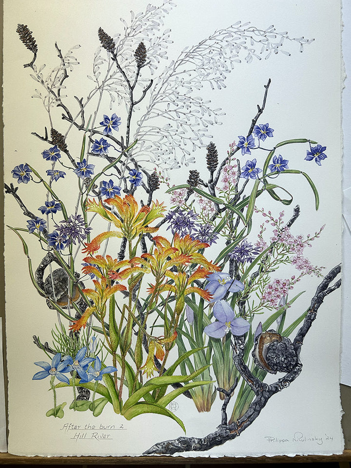 Philippa Nikulinsky Australian Nature Artist