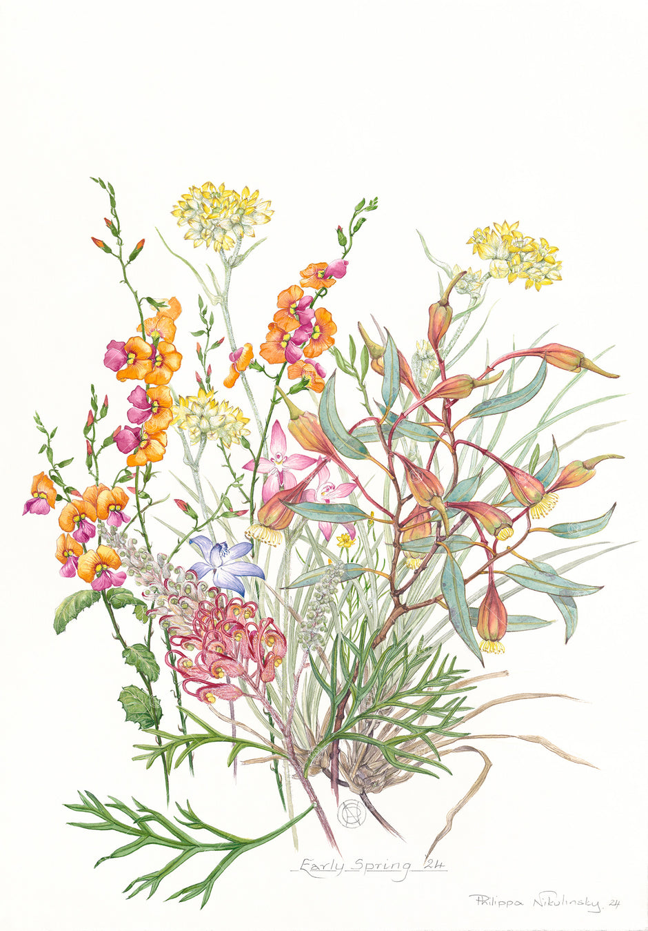 Philippa Nikulinsky Australian Nature Artist