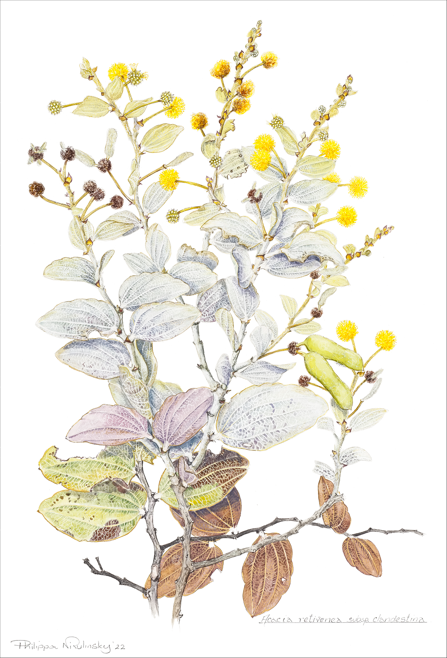 Acacia retivenea subsp. clandestina – Philippa Nikulinsky