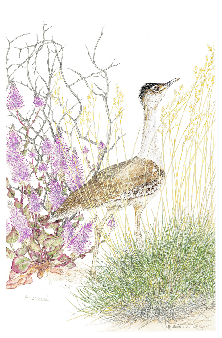 Animals / Birds – Philippa Nikulinsky