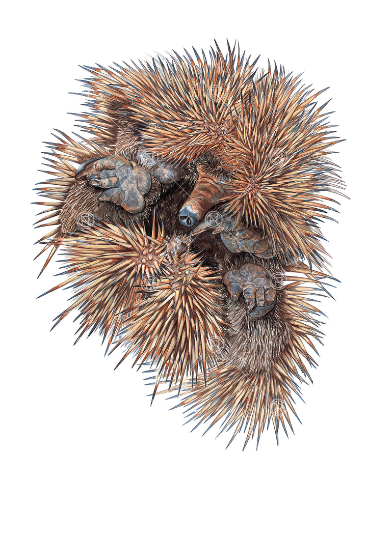 Animals / Birds – Philippa Nikulinsky