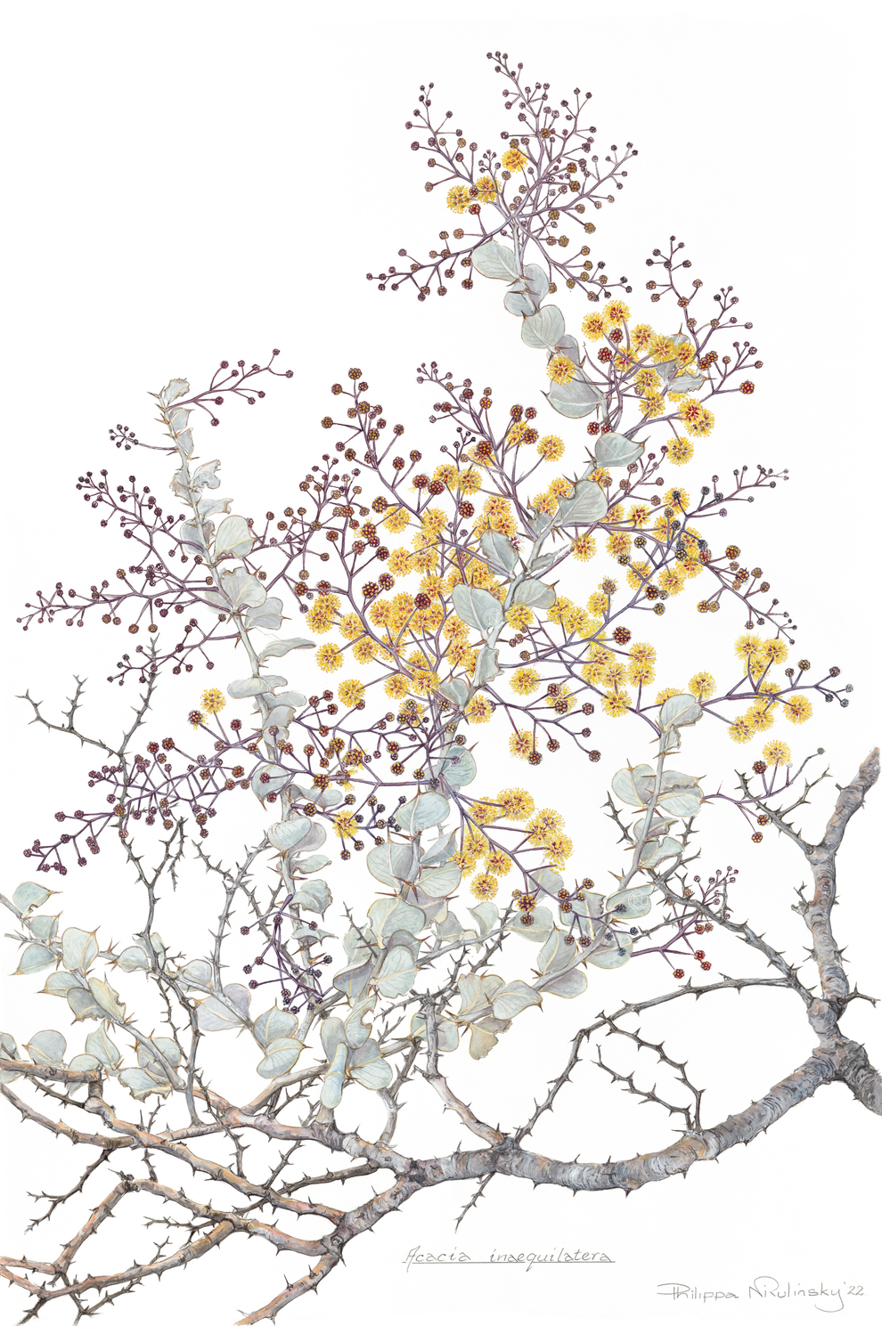 Acacia inaequilatera – Philippa Nikulinsky