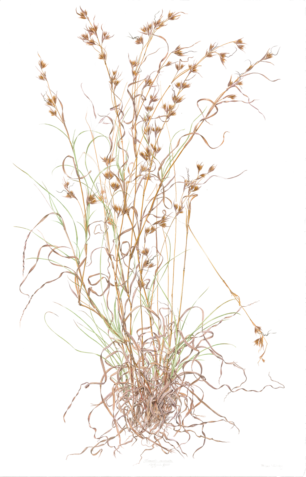Themeda triandra, Kangaroo Grass – Philippa Nikulinsky