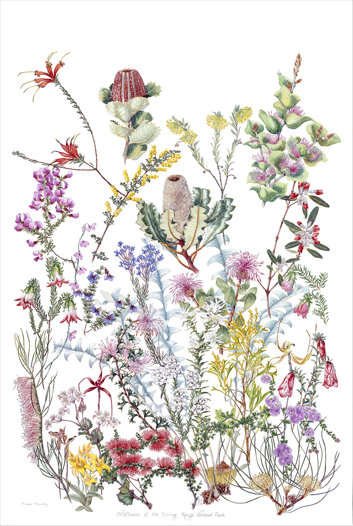 Wildflowers of the Stirling Range National Park – Philippa Nikulinsky