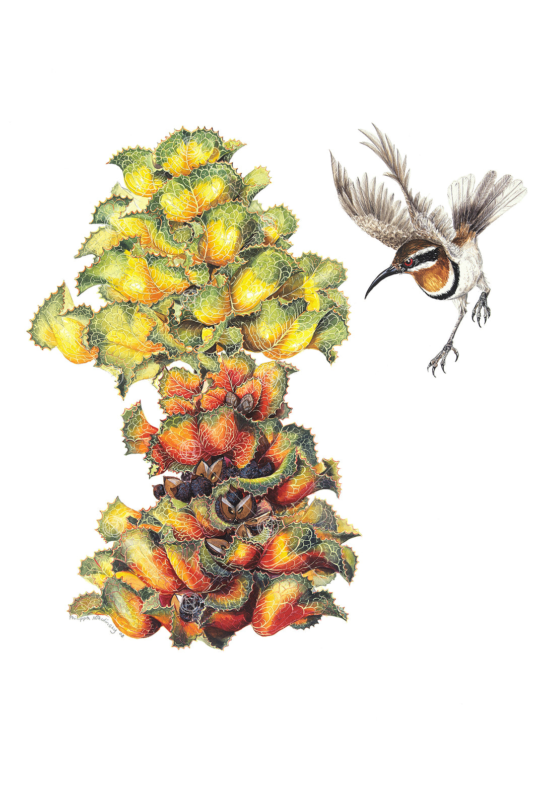 Wildflowers – Page 2 – Philippa Nikulinsky